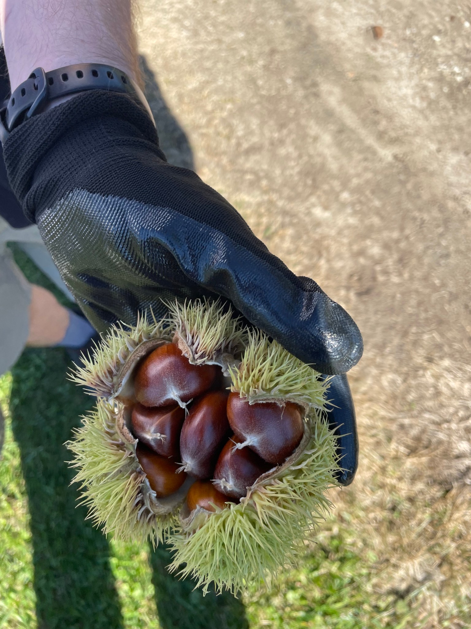 Buckeye Chestnuts – Chestnut Orchard – Pick your own or grab and go